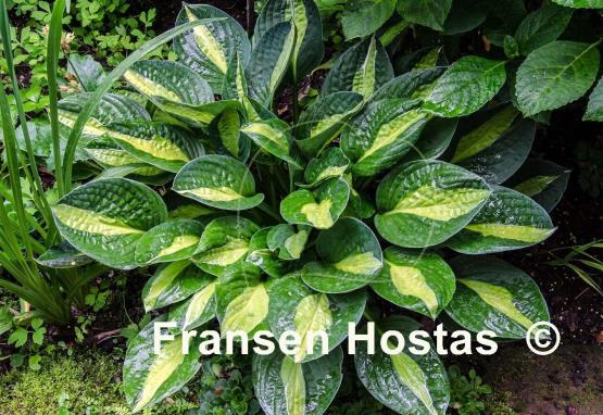 Hosta Gypsy Rose - Fransen Hostas